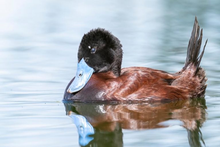 Top 27 Ducks With Blue Bills In The World