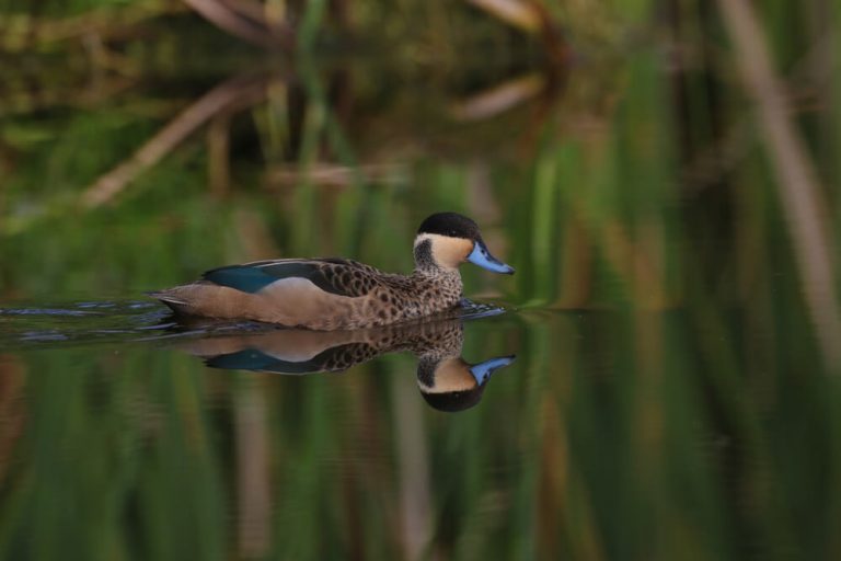Top 27 Ducks With Blue Bills In The World