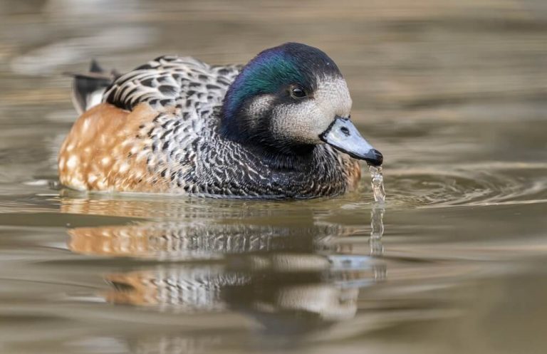 Top 27 Ducks With Blue Bills In The World