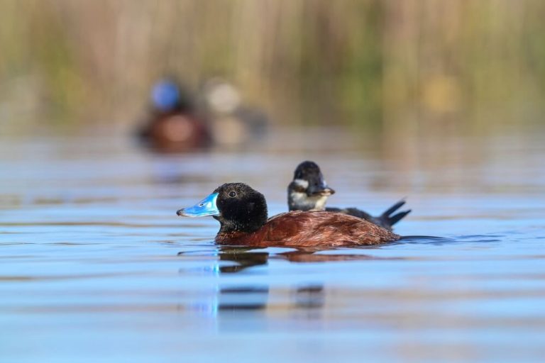 Top 27 Ducks With Blue Bills In The World