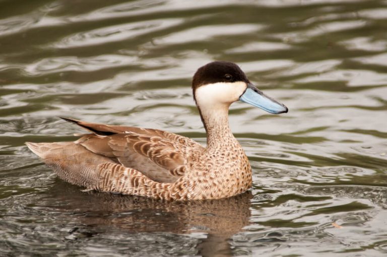 Top 27 Ducks With Blue Bills In The World