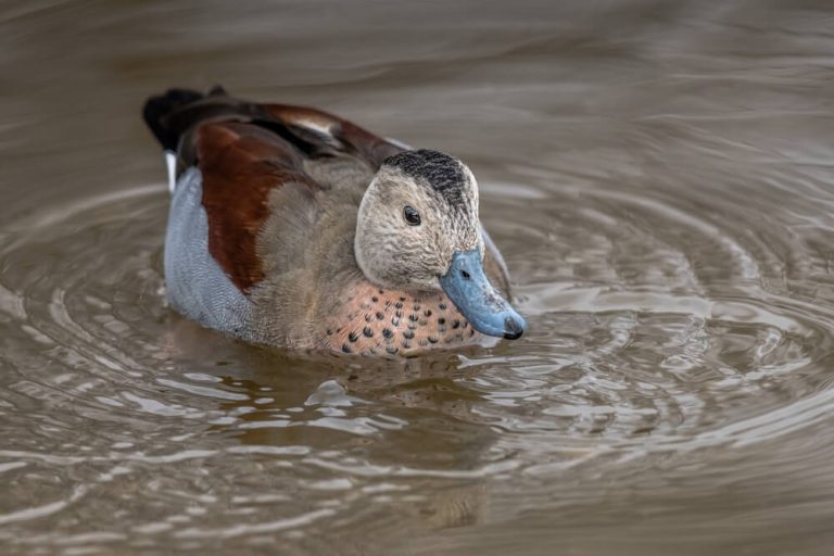 Top 27 Ducks With Blue Bills In The World