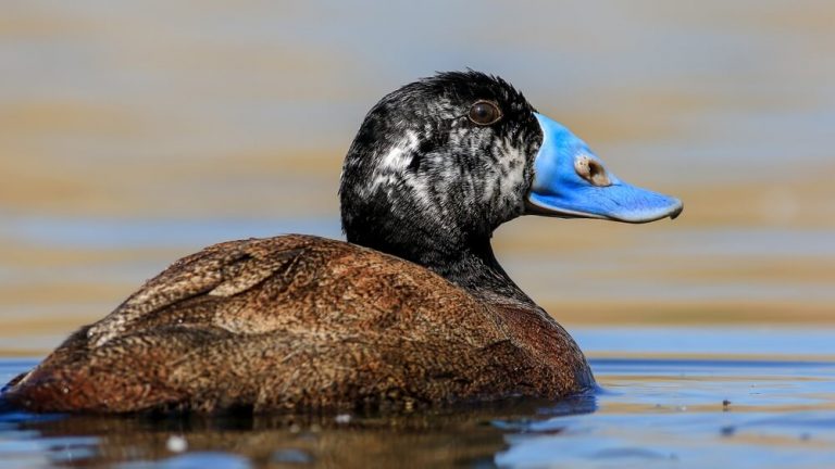 Top 27 Ducks With Blue Bills In The World