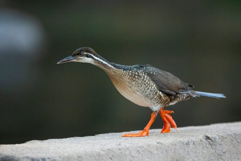 14 Types of Birds with Webbed Feet (with Pictures)