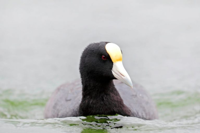 26 Beautiful Black Birds With Yellow Beaks