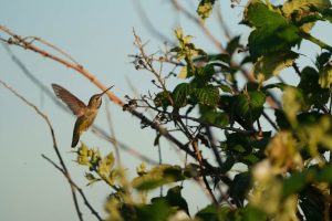 Can Hummingbirds Fly Backwards? (Explained)