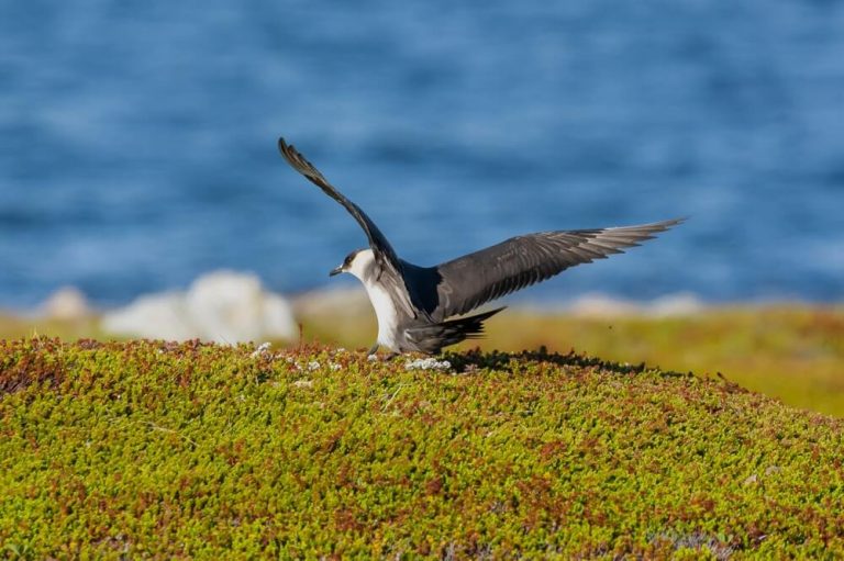 12 Types of Scavenger Birds (with Pictures)