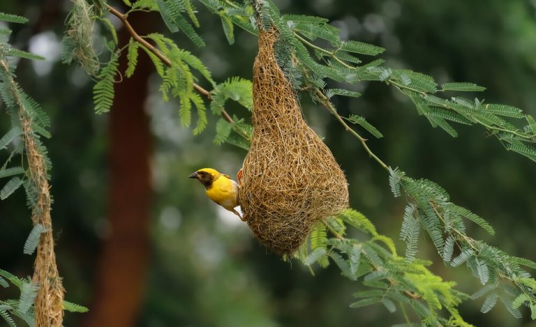 14 Different Types of Bird Nests (With Pictures)