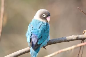 9 Types of Lovebirds - BirdChronicle.com