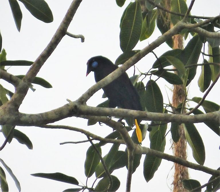 13 Types Of Blackbirds With Blue Heads - BirdChronicle.com