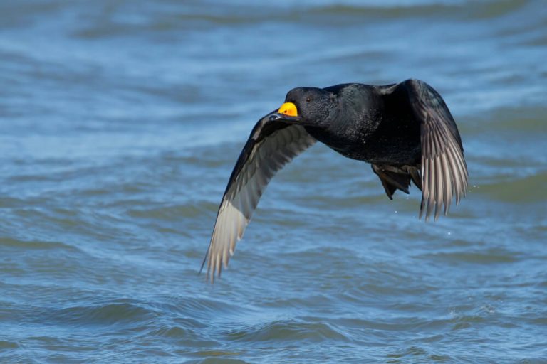 26 Beautiful Black Birds With Yellow Beaks