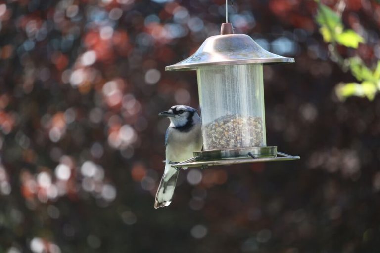 Do Blue Jays Attack Hummingbirds? - BirdChronicle.com