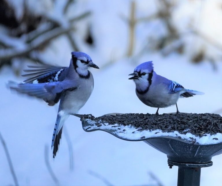 Do Blue Jays And Cardinals Get Along? - BirdChronicle.com