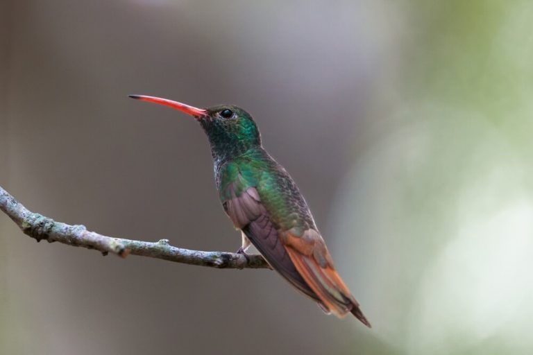 12 Interesting Facts About Buff-Bellied Hummingbirds
