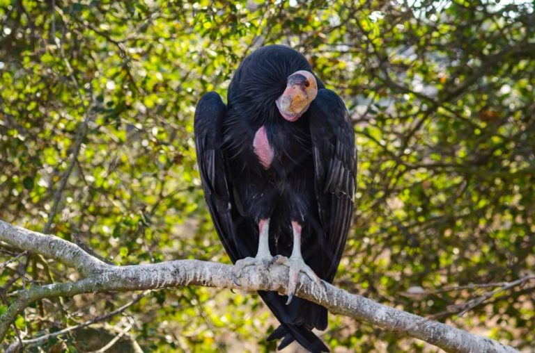18 Different Types of Vultures (With Pictures)