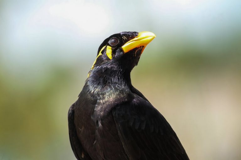 26 Beautiful Black Birds With Yellow Beaks