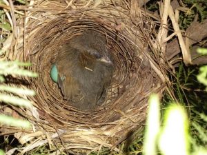 14 Different Types of Bird Nests (With Pictures)