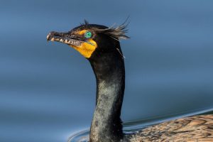 20 Birds With Crests In North America (With Pictures)