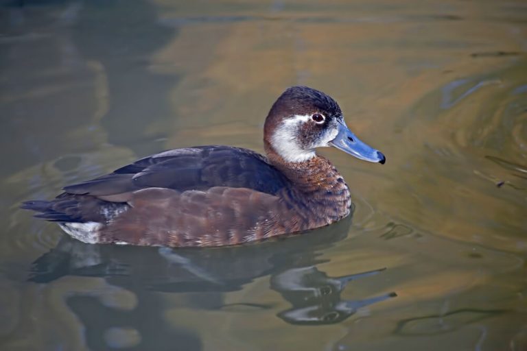 Top 27 Ducks With Blue Bills In The World