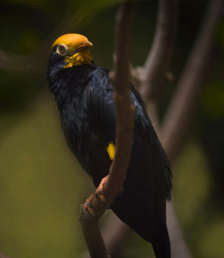 26 Beautiful Black Birds With Yellow Beaks