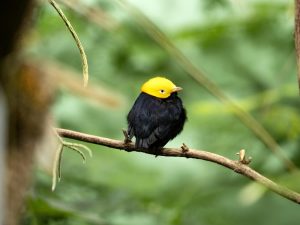 26 Beautiful Black Birds With Yellow Beaks
