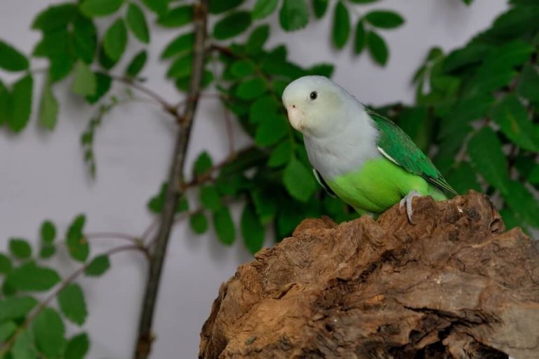 9 Types of Lovebirds - BirdChronicle.com