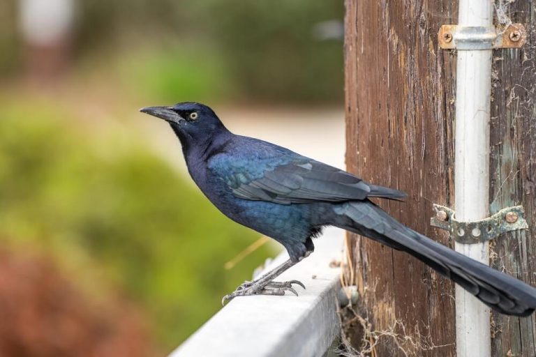 13 Types Of Blackbirds With Blue Heads - BirdChronicle.com