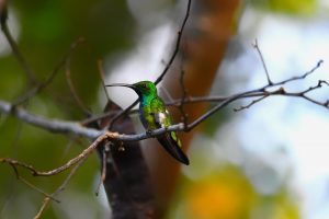 21 Beautiful Small Green Birds (With Pictures & Facts)