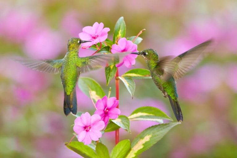 Can Hummingbirds Open Their Beaks? [All You Need To Know]