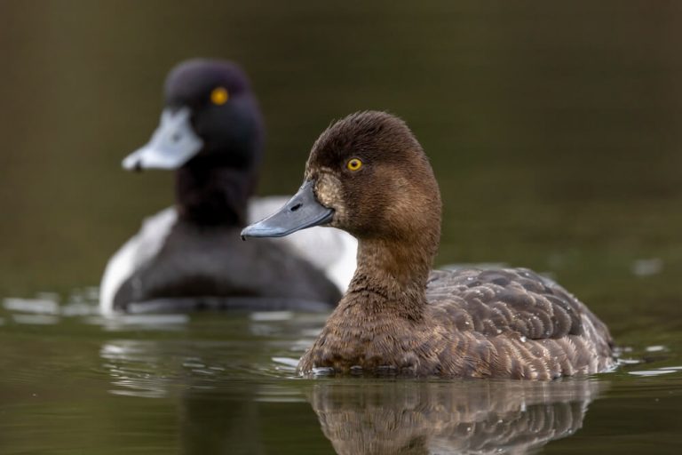 Top 27 Ducks With Blue Bills In The World