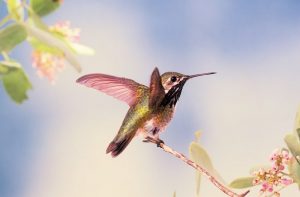 Can Hummingbirds Open Their Beaks? [All You Need To Know]