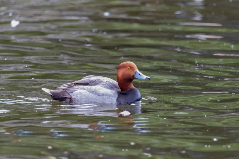 Top 27 Ducks With Blue Bills In The World