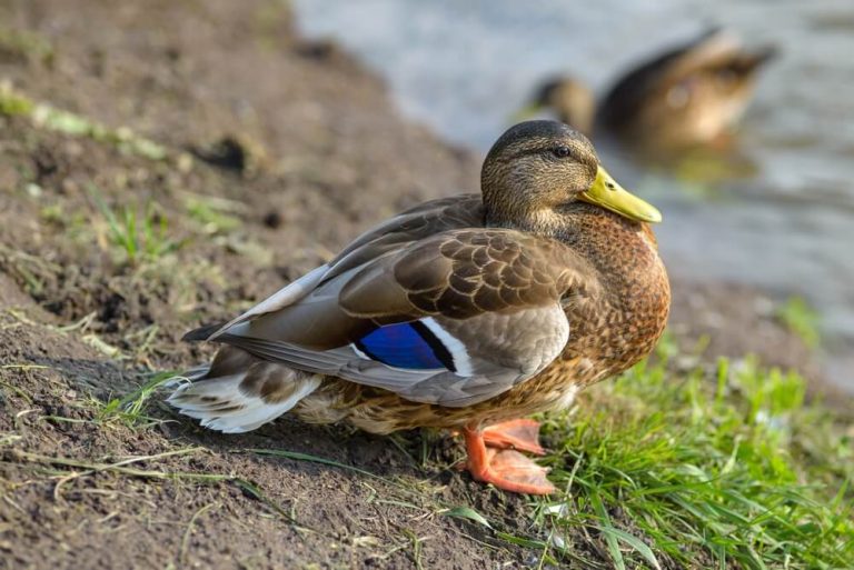 14 Types of Birds with Webbed Feet (with Pictures)