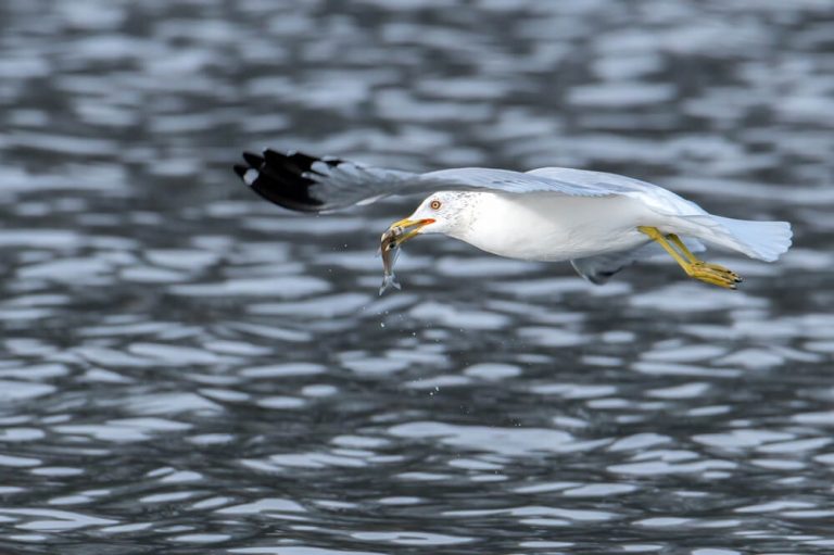 What Do Seagulls Eat? - BirdChronicle.com