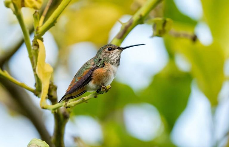19 Types of Hummingbirds in Texas (with Pictures)