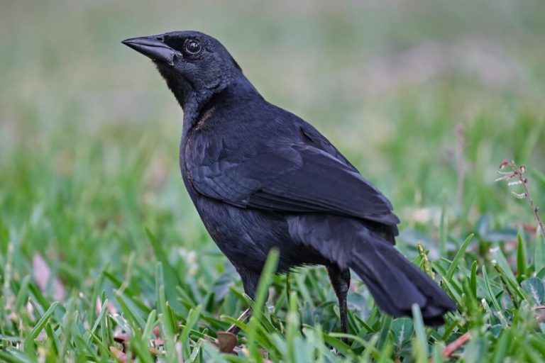 13 Types Of Blackbirds With Blue Heads - BirdChronicle.com