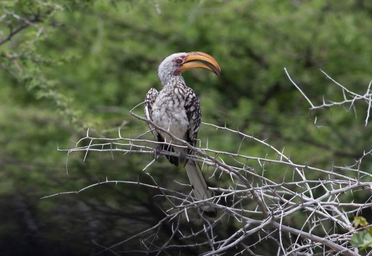 26 Beautiful Black Birds With Yellow Beaks