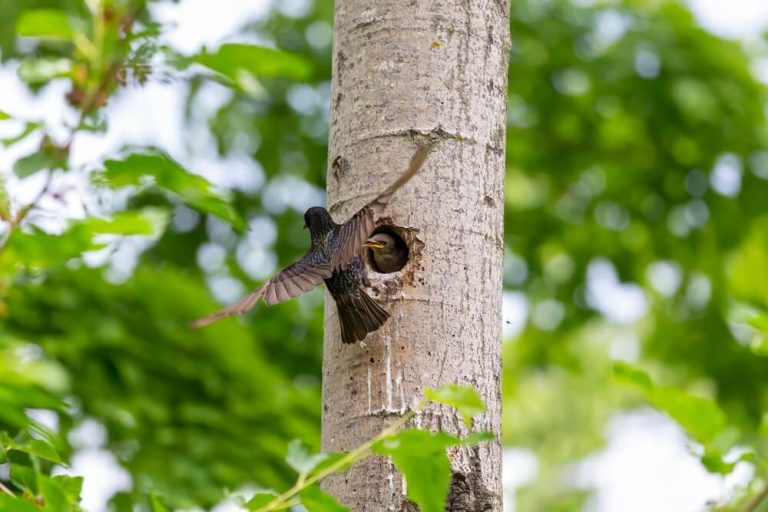 14 Different Types of Bird Nests (With Pictures)