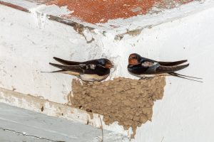 14 Different Types of Bird Nests (With Pictures)