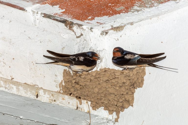 14 Different Types of Bird Nests (With Pictures)