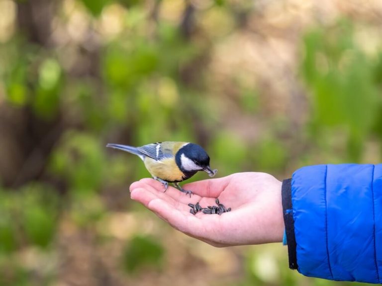19 Birds That Eat Out Of Your Hand - BirdChronicle.com