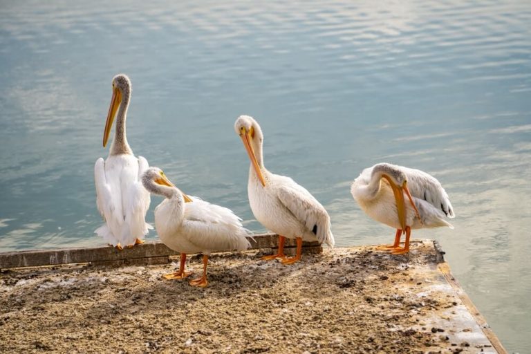 14 Types of Birds with Webbed Feet (with Pictures)