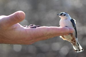 19 Birds That Eat Out Of Your Hand - BirdChronicle.com