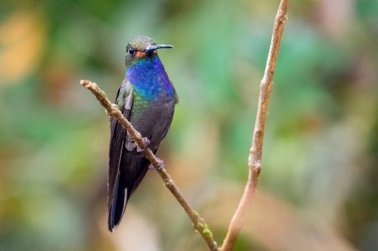 Can Hummingbirds Fly Backwards? (Explained)