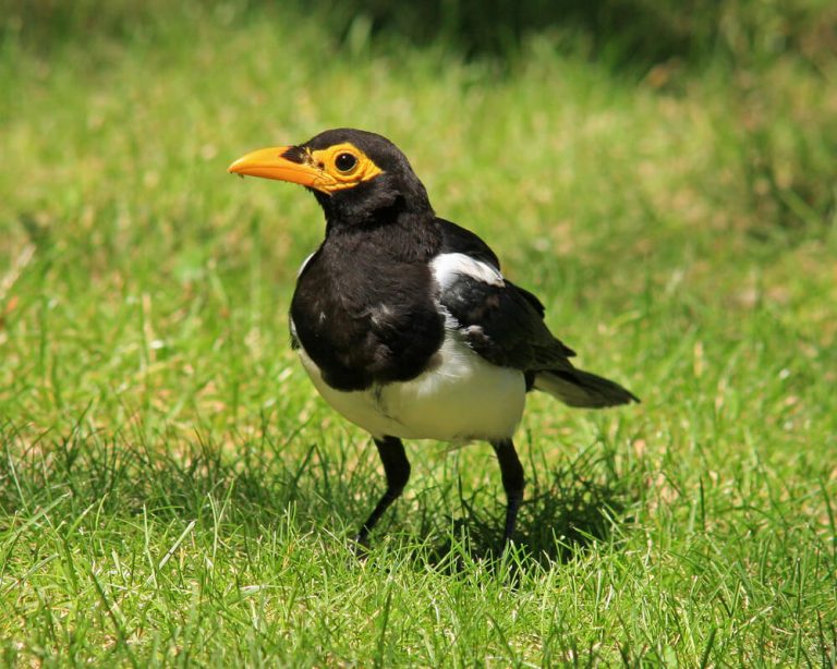 26 Beautiful Black Birds With Yellow Beaks