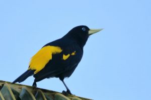 26 Beautiful Black Birds With Yellow Beaks