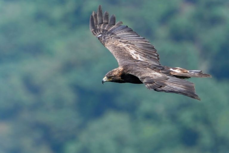 12 Types of Scavenger Birds (with Pictures)