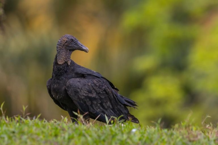 18 Different Types of Vultures (With Pictures)