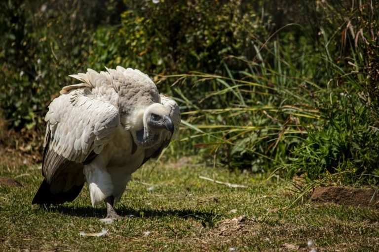 18 Different Types of Vultures (With Pictures)