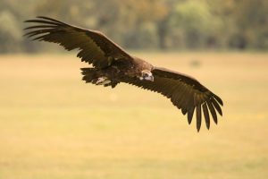18 Different Types of Vultures (With Pictures)